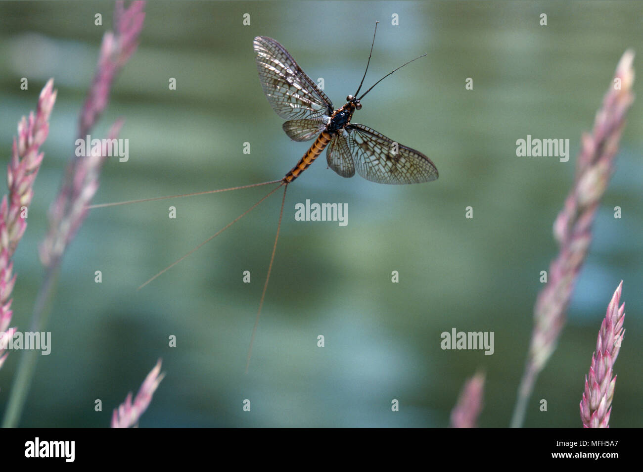 éphémère insecte en vol Banque de photographies et d’images à haute ...
