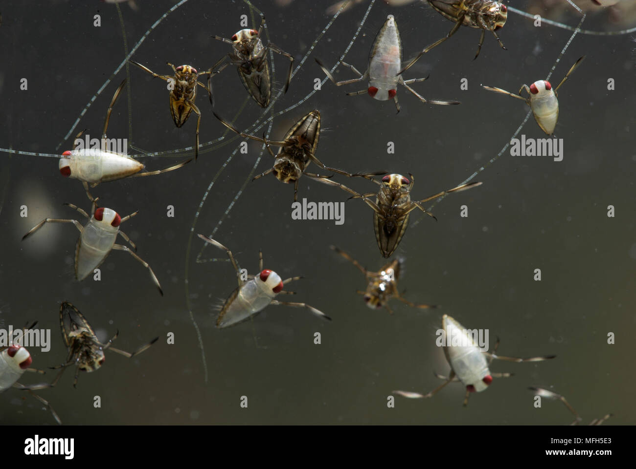 Corixa sp Banque de photographies et d’images à haute résolution - Alamy