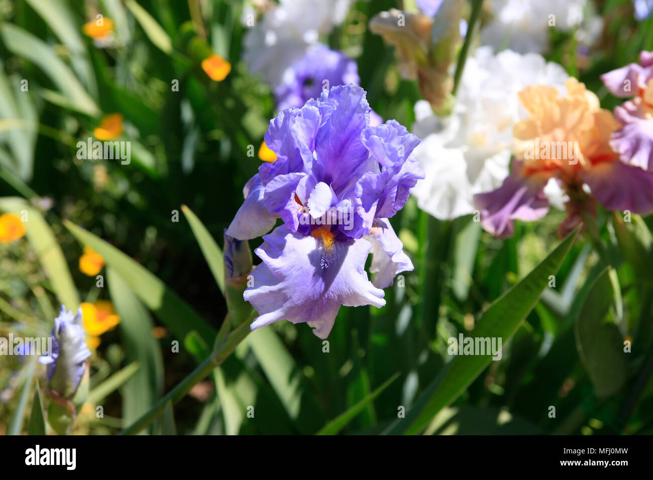 Jennifer stout Banque de photographies et d’images à haute résolution ...