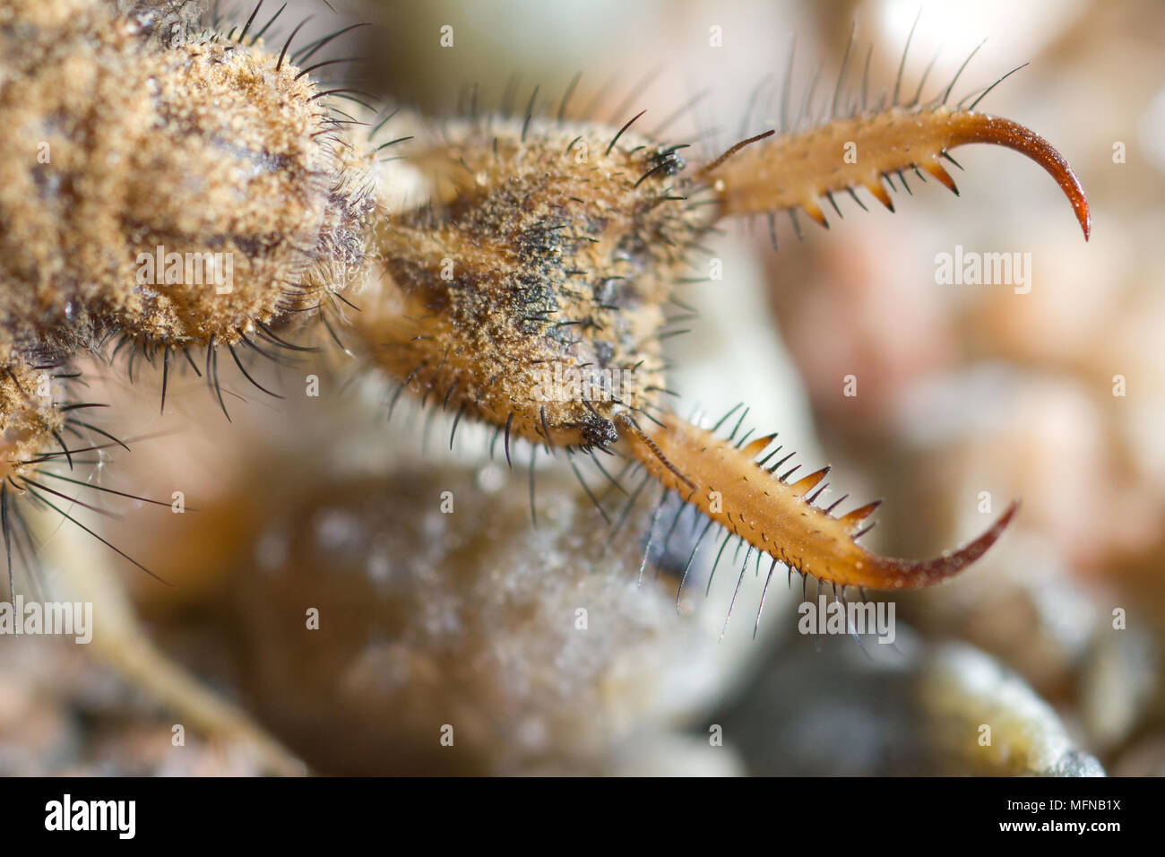 Ant lion Banque de photographies et d’images à haute résolution - Alamy
