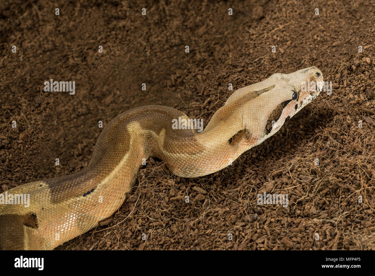 Albino boa constrictor Banque de photographies et d’images à haute ...