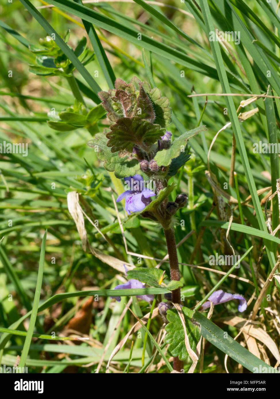 Lierre terrestre en fleur Banque de photographies et d’images à haute ...