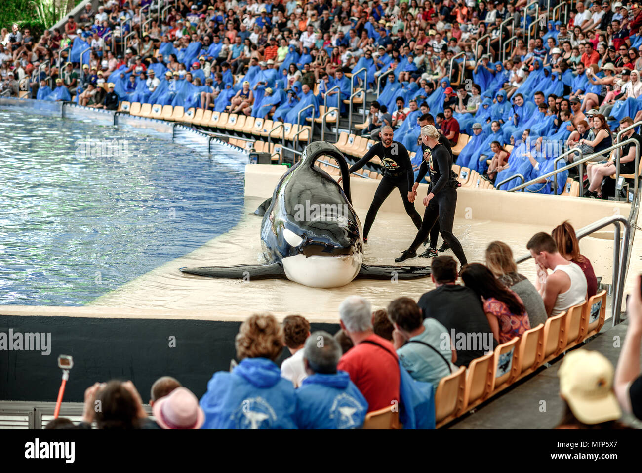 Loro parque Banque de photographies et d’images à haute résolution - Alamy