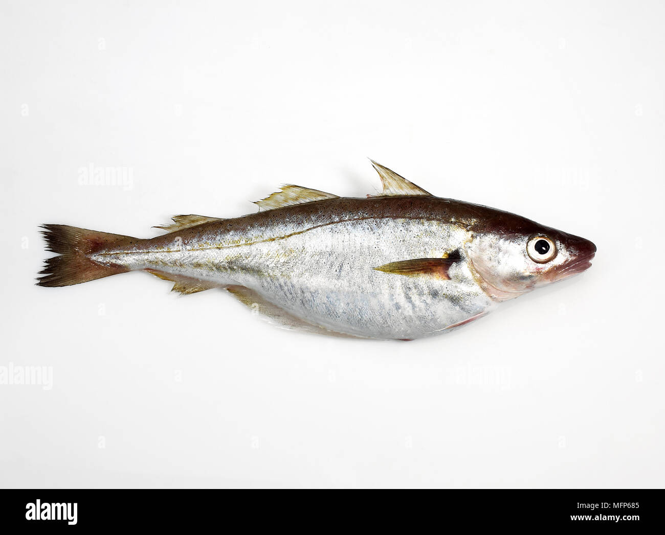 Poisson sur fond blanc Banque de photographies et d’images à haute ...