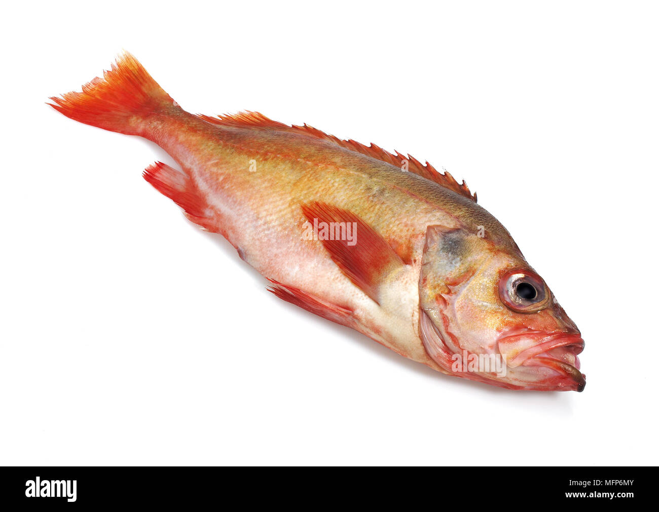 Poisson sur fond blanc Banque de photographies et d’images à haute ...