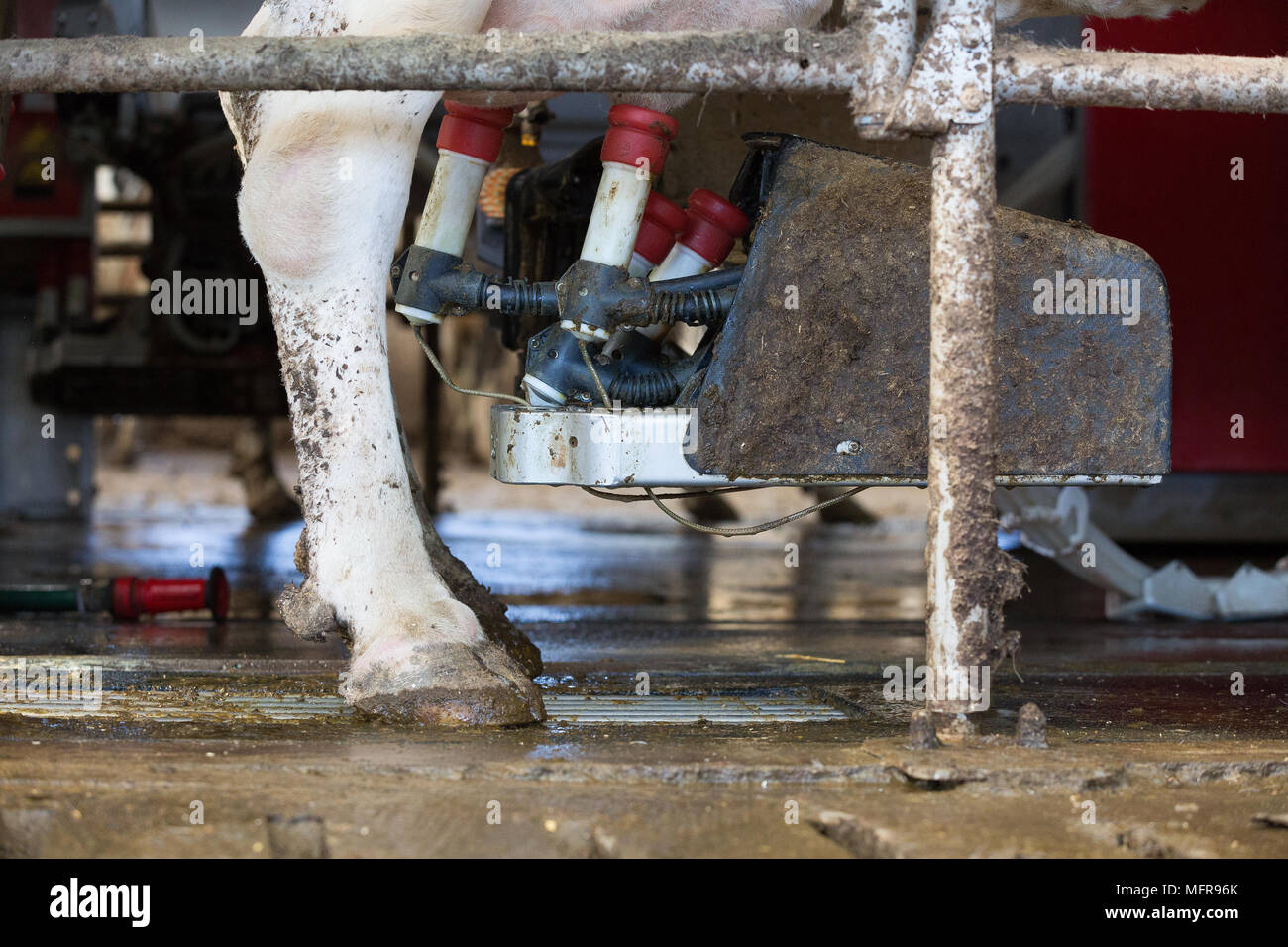 Robot de traite lely Banque de photographies et d’images à haute résolution - Alamy