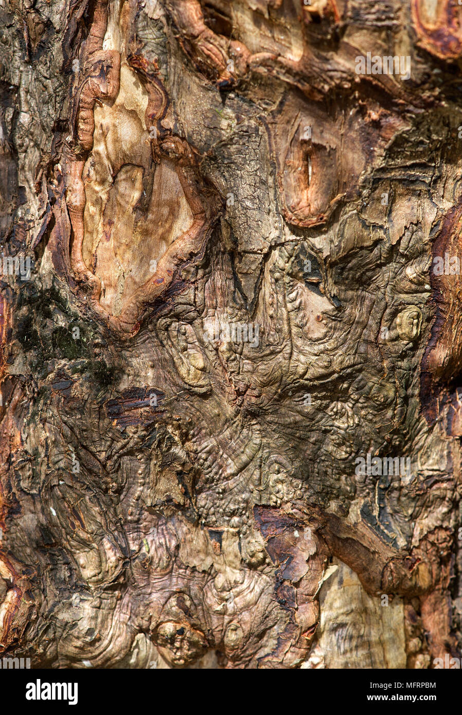 Écorce de cannelle, vrai cannelier (Cinnamomum verum), détail, Ankanin ...