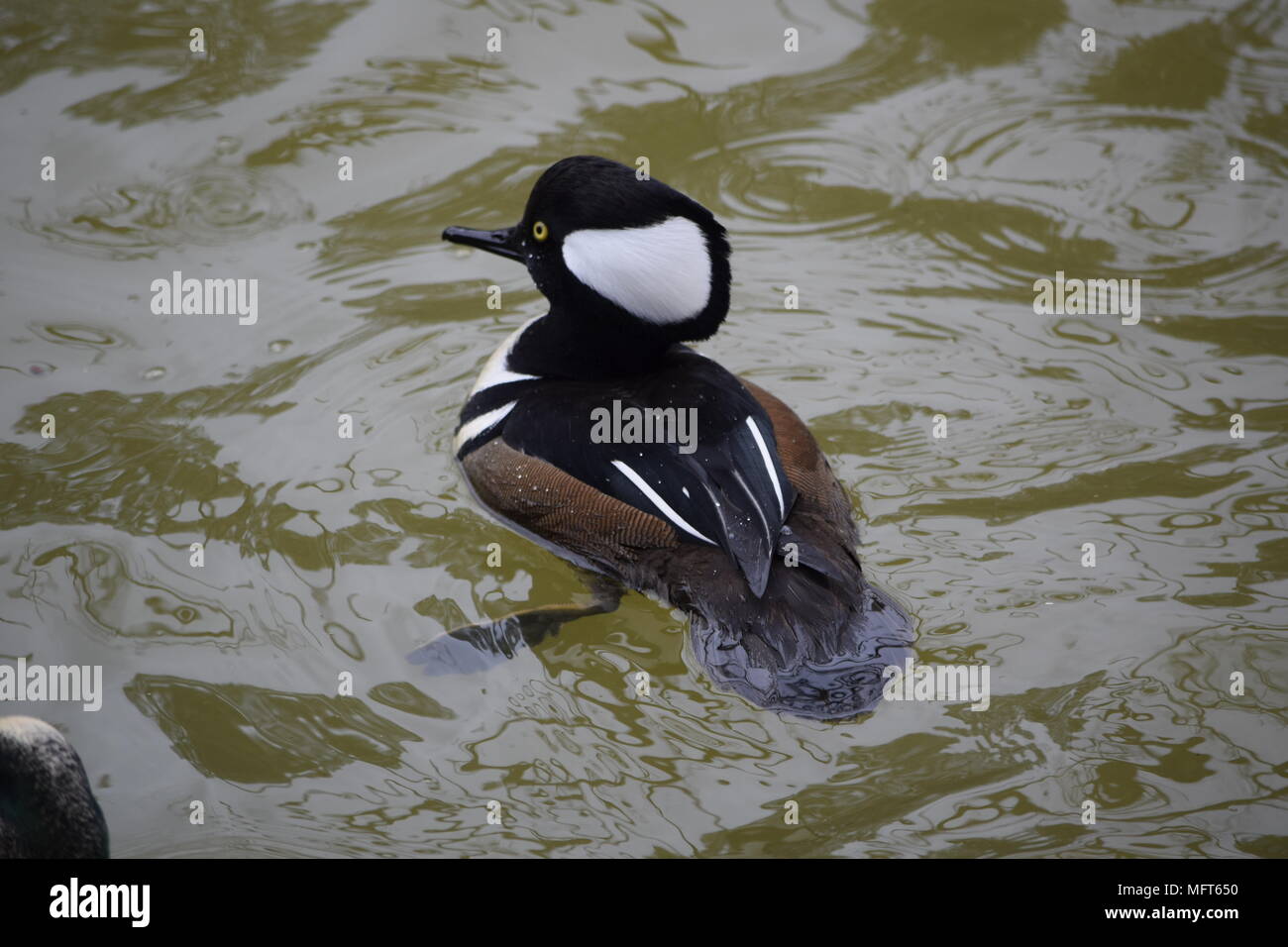 Canard mangeur de poisson Banque de photographies et d’images à haute ...