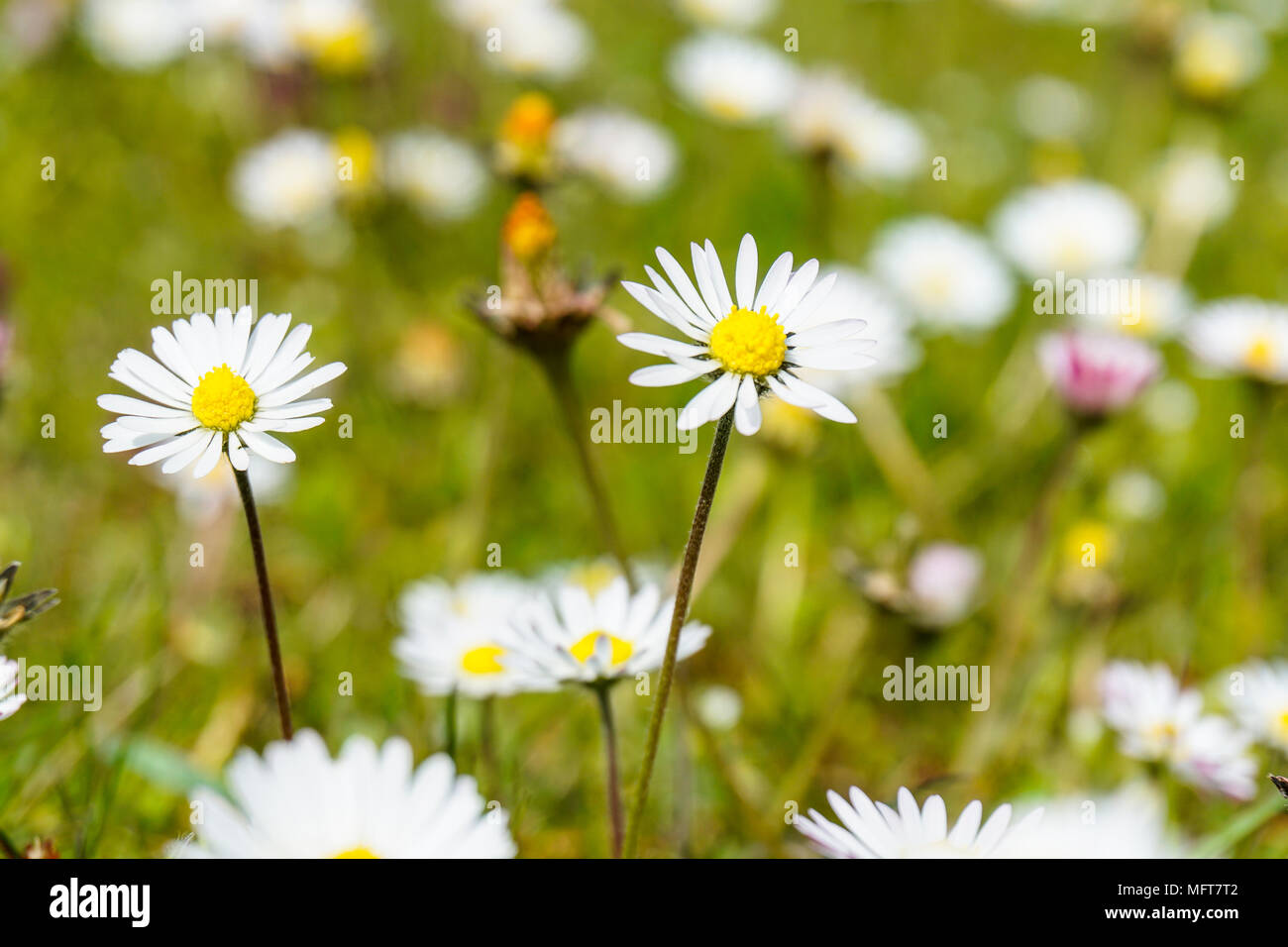 Regarde les fleurs Banque de photographies et d’images à haute ...