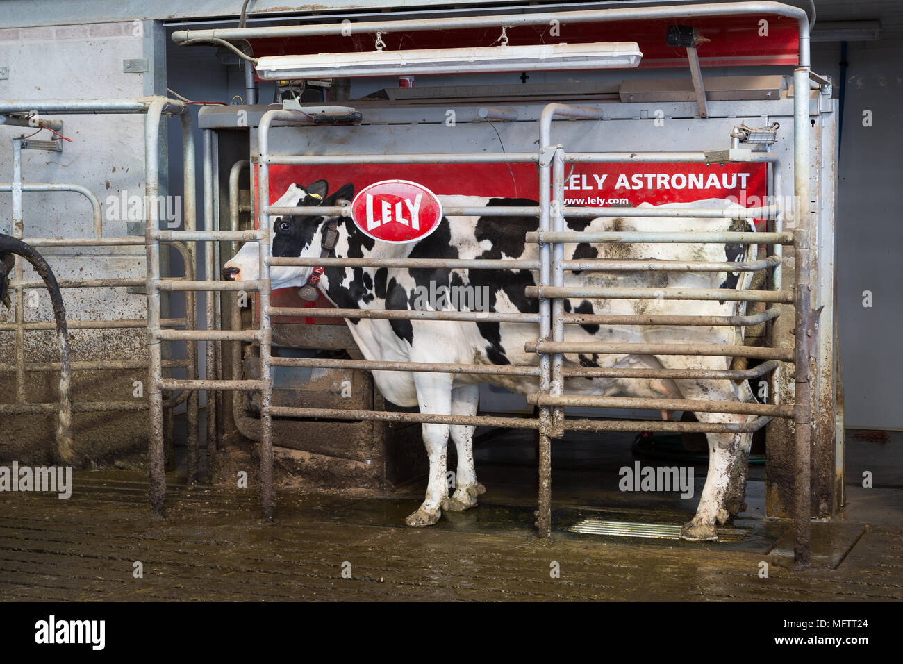 Vache laitière robot Banque de photographies et d’images à haute résolution - Alamy