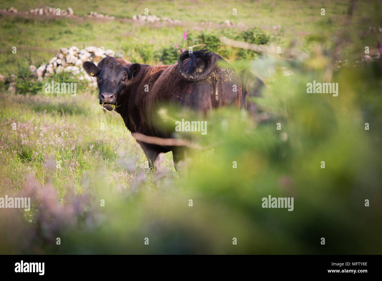 Aberdeen angus cow Banque de photographies et d’images à haute ...