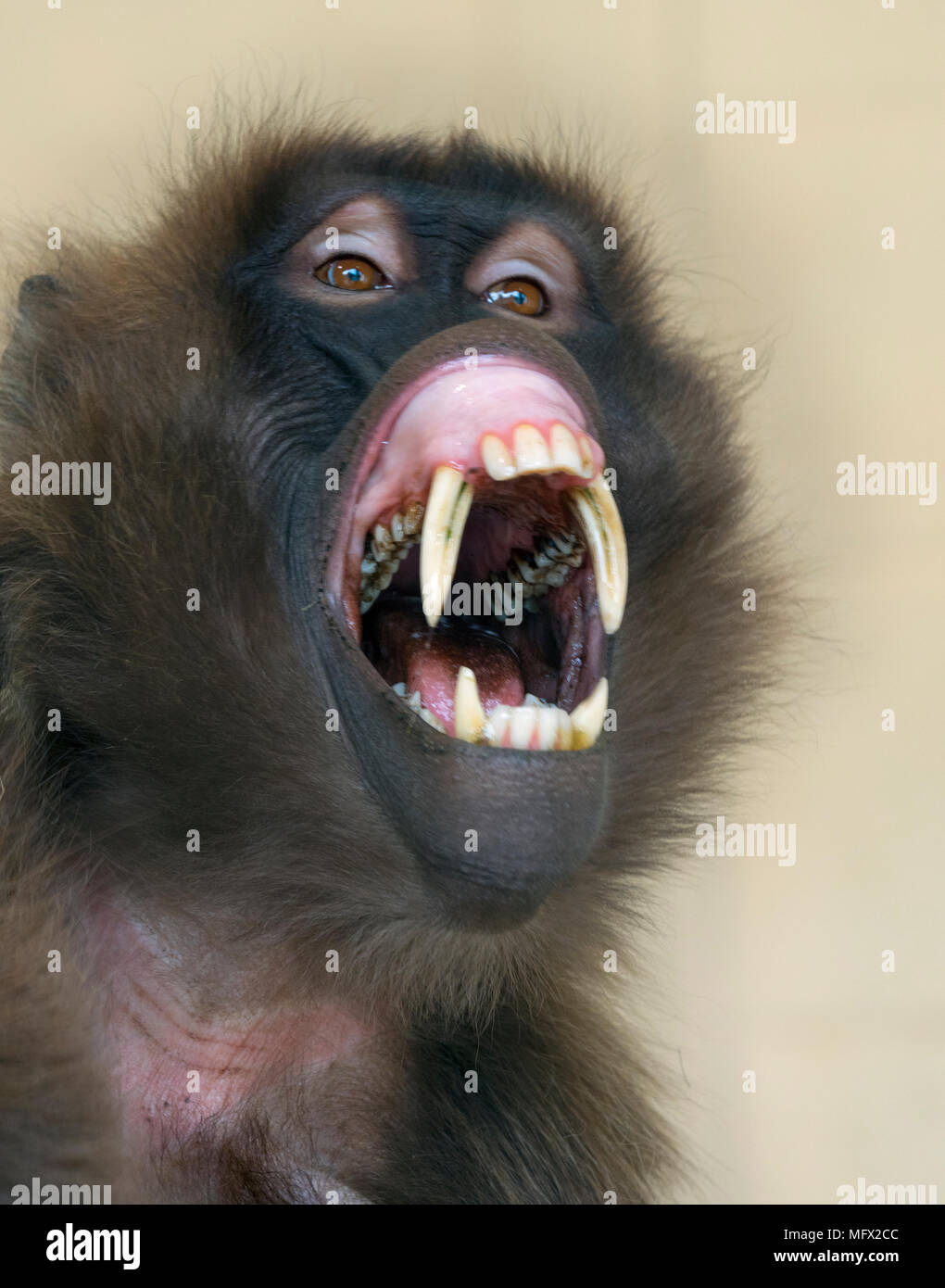 Genre theropithecus Banque de photographies et d’images à haute ...