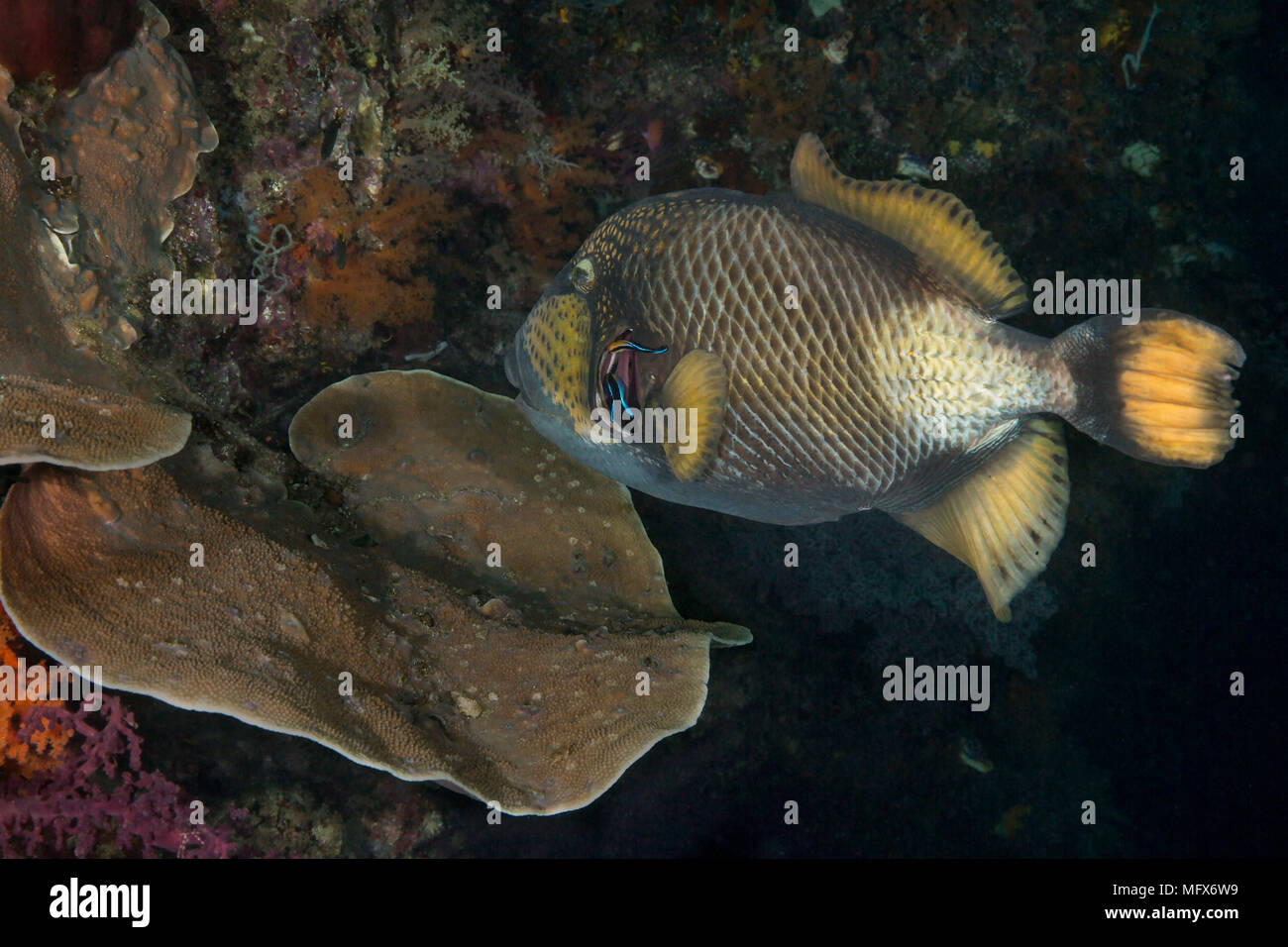 Balistoides viridescens Banque de photographies et d’images à haute ...