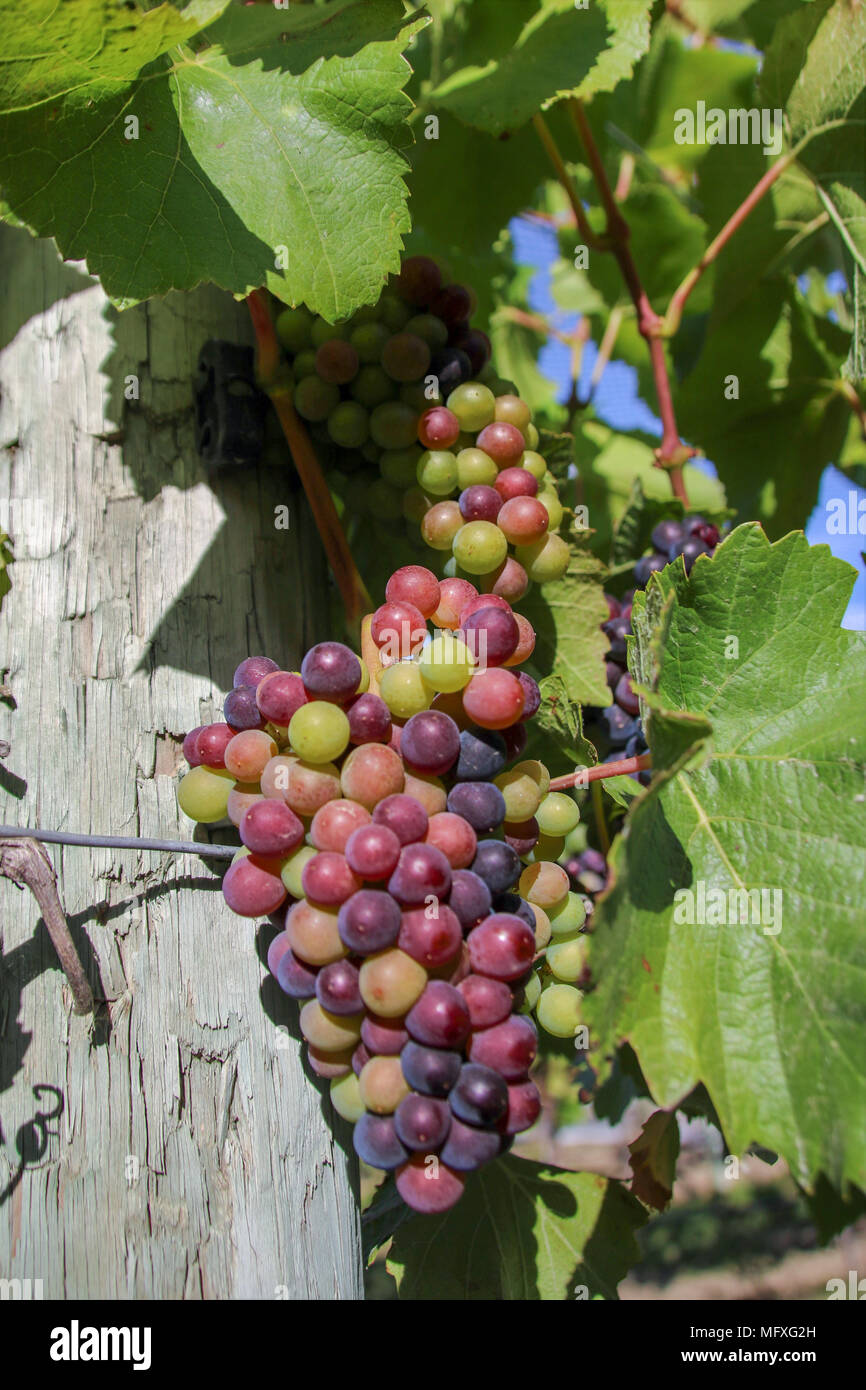 Vine growing on fence Banque de photographies et d’images à haute ...