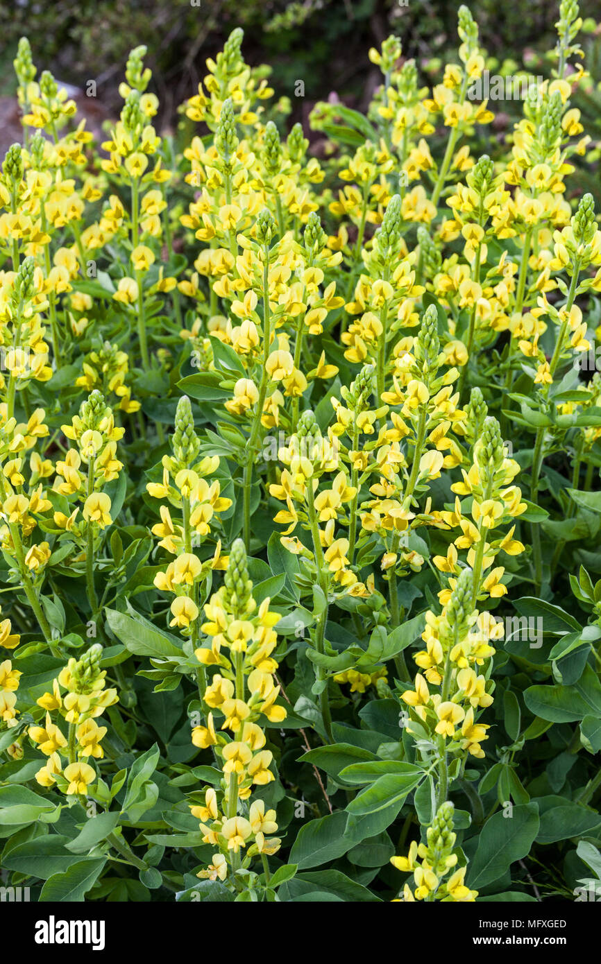Thermopsis caroliniana Banque de photographies et d’images à haute ...