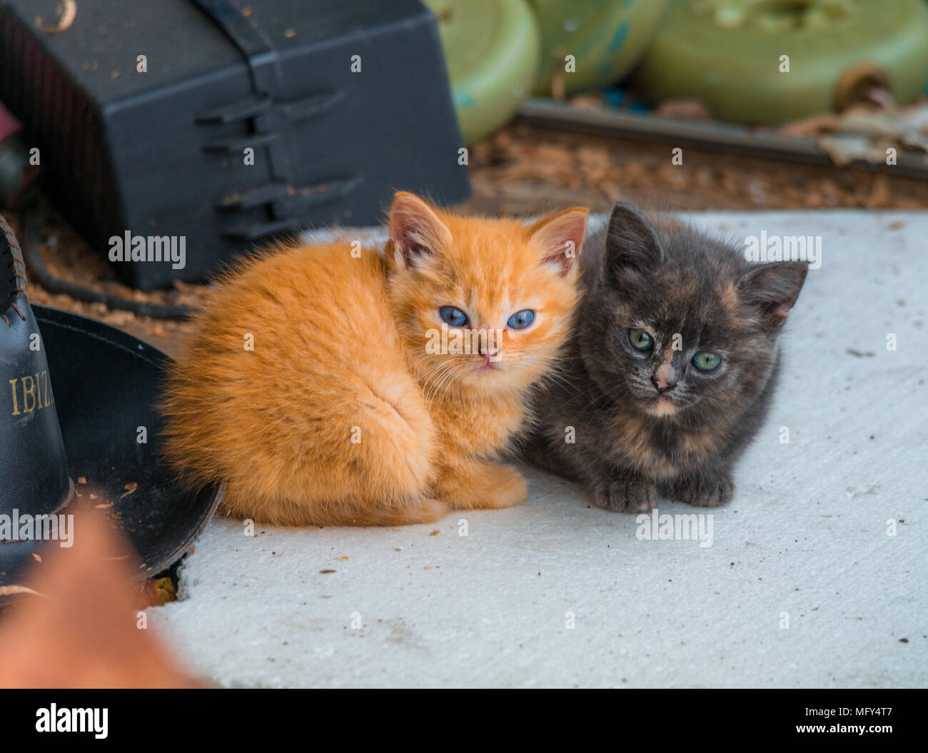 Super mignon petit chatons, chats d'une même portée asseyez-vous ...