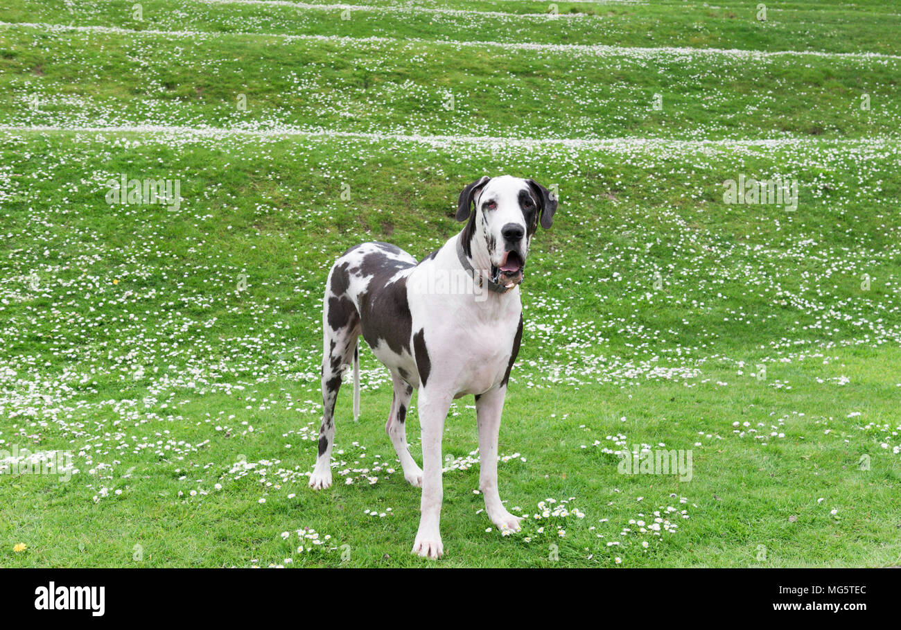 Great dane harlequin dog Banque de photographies et d’images à haute ...
