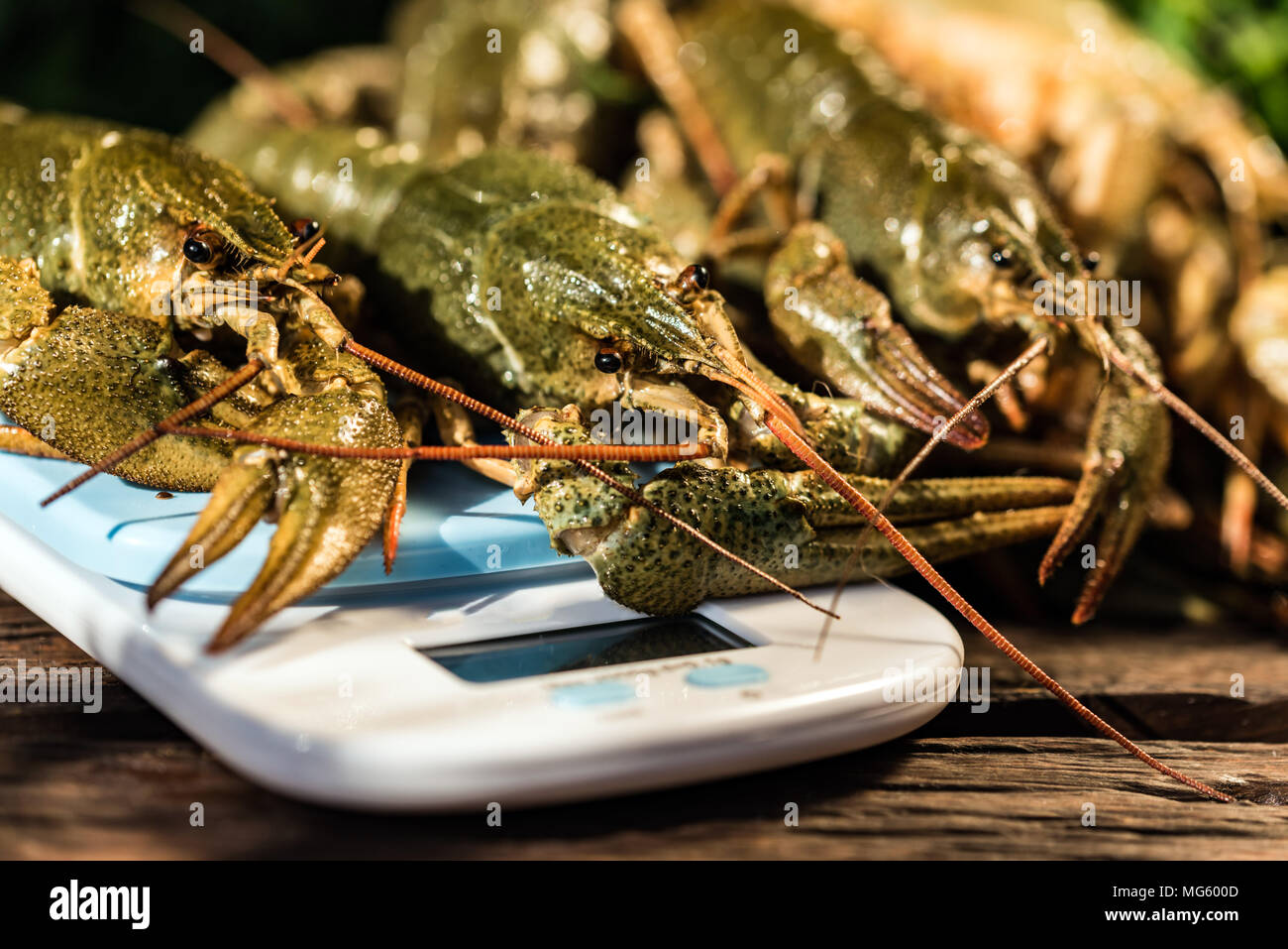 Pesée matiere première Banque de photographies et d’images à haute ...