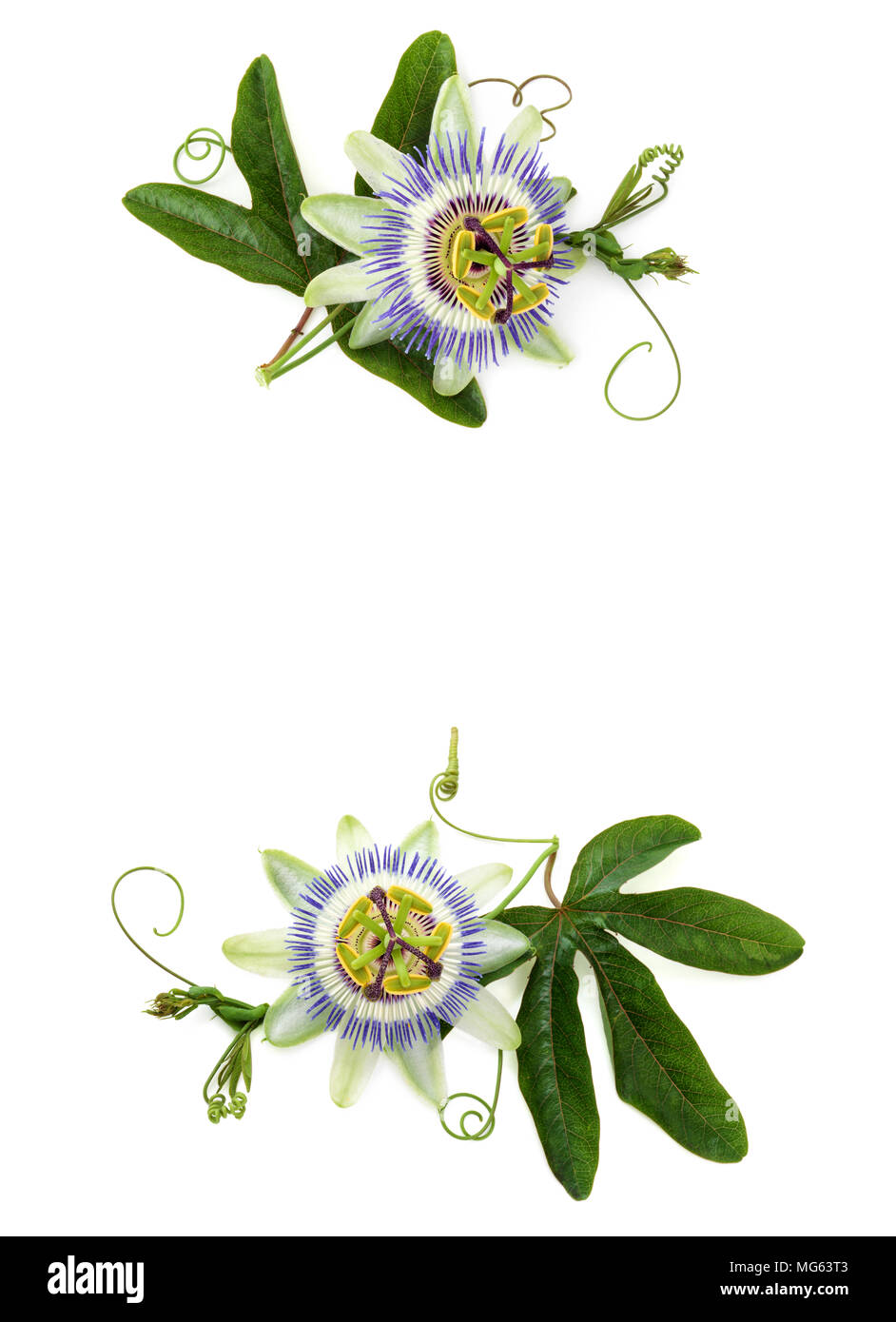 Passion flower passiflora on white Banque de photographies et d’images ...