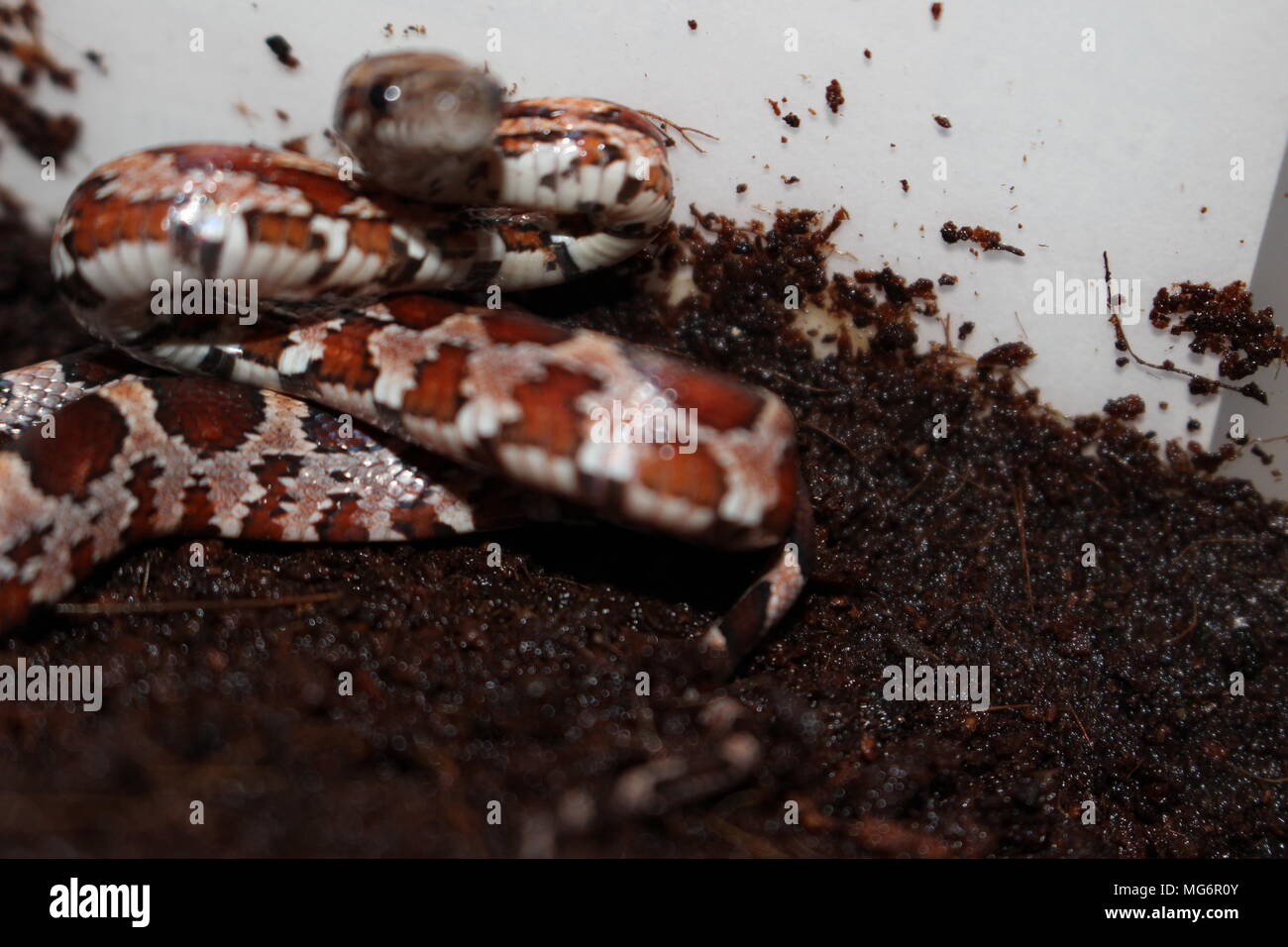 Young corn snake pantherophis guttatus Banque de photographies et d ...