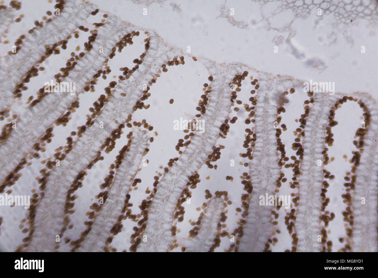 Plant Cell Under Microscope Banque d'image et photos - Alamy