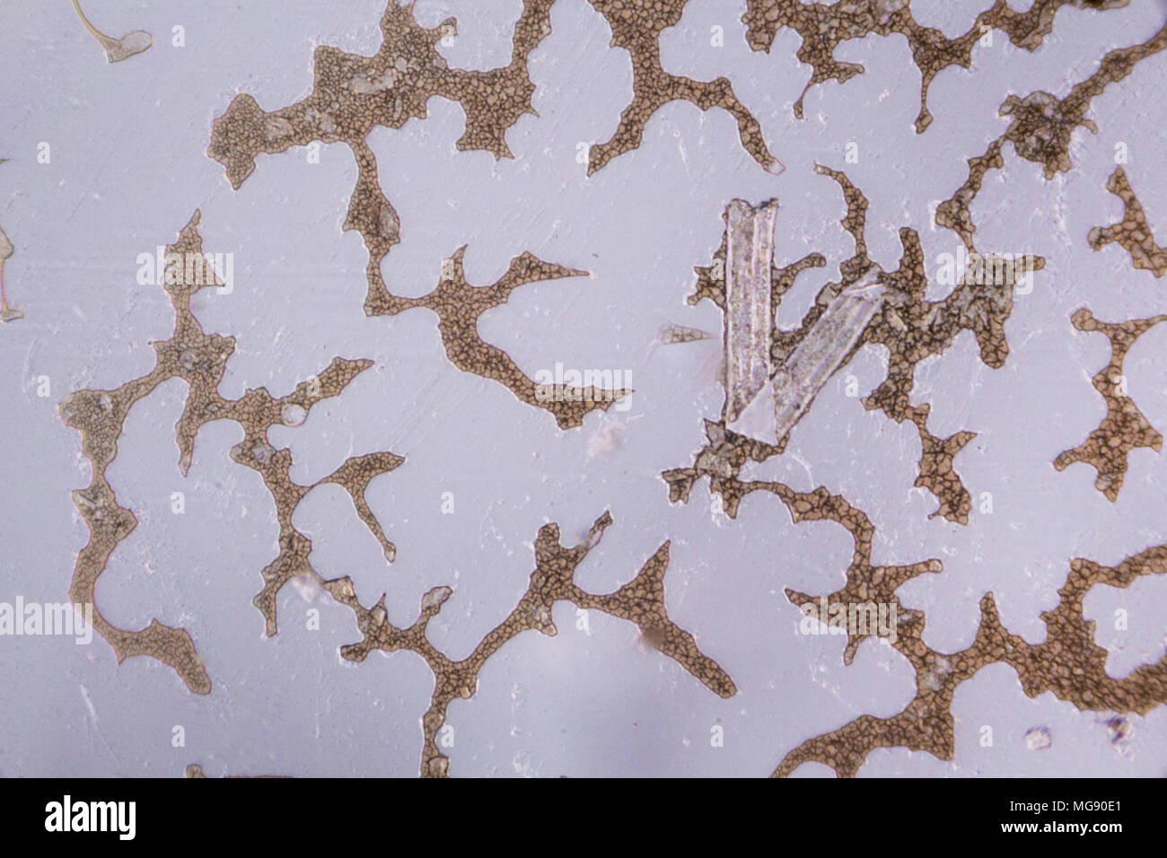 Microscope Et Cellules Sanguines Banque d'image et photos - Alamy