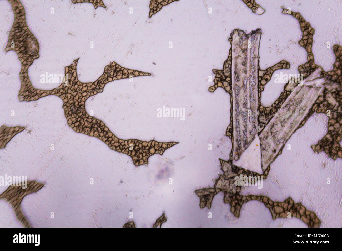 Microscope Et Cellules Sanguines Banque d'image et photos - Page 2 - Alamy