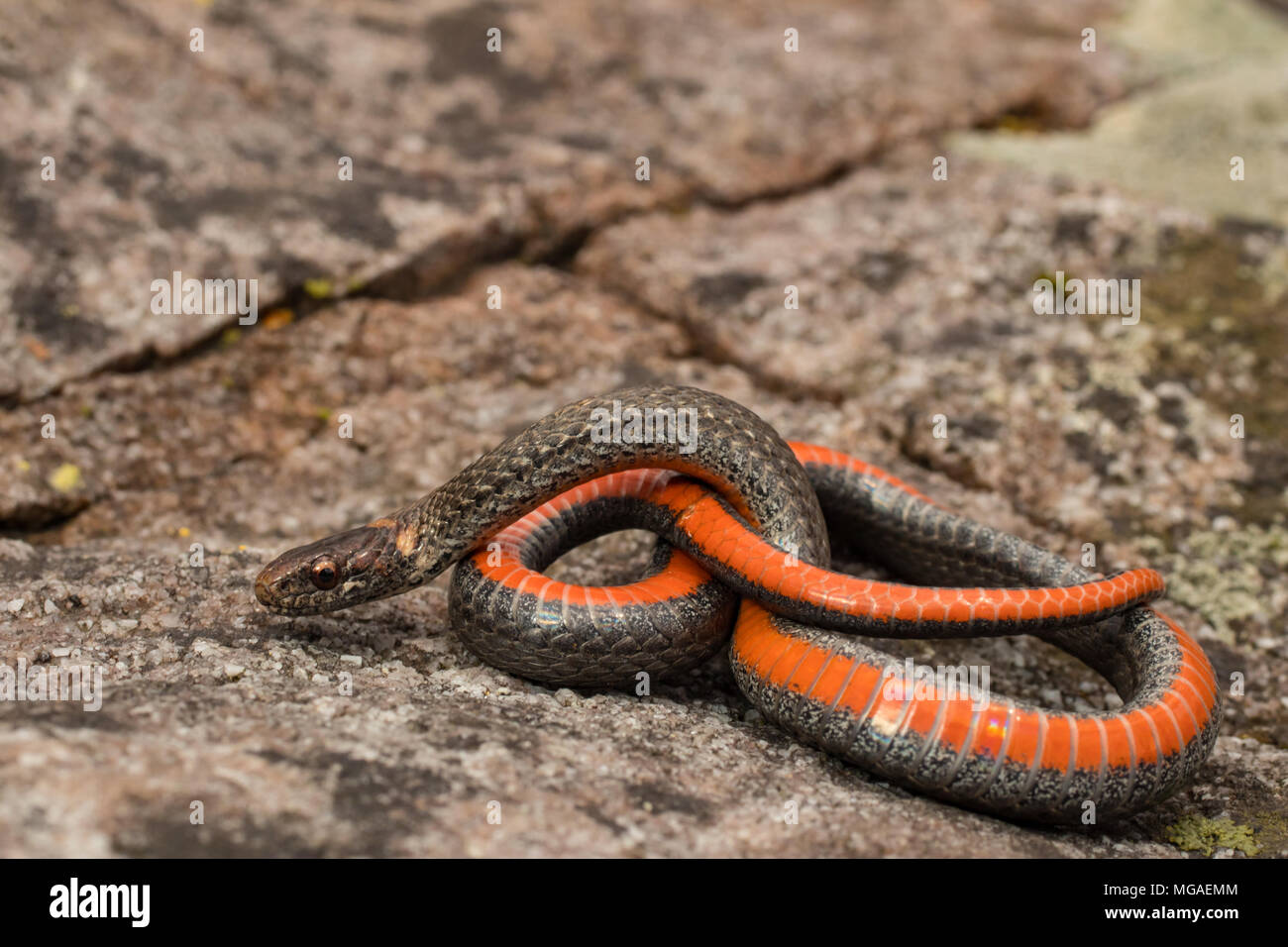 Couleuvre à ventre rouge Banque de photographies et d’images à haute ...