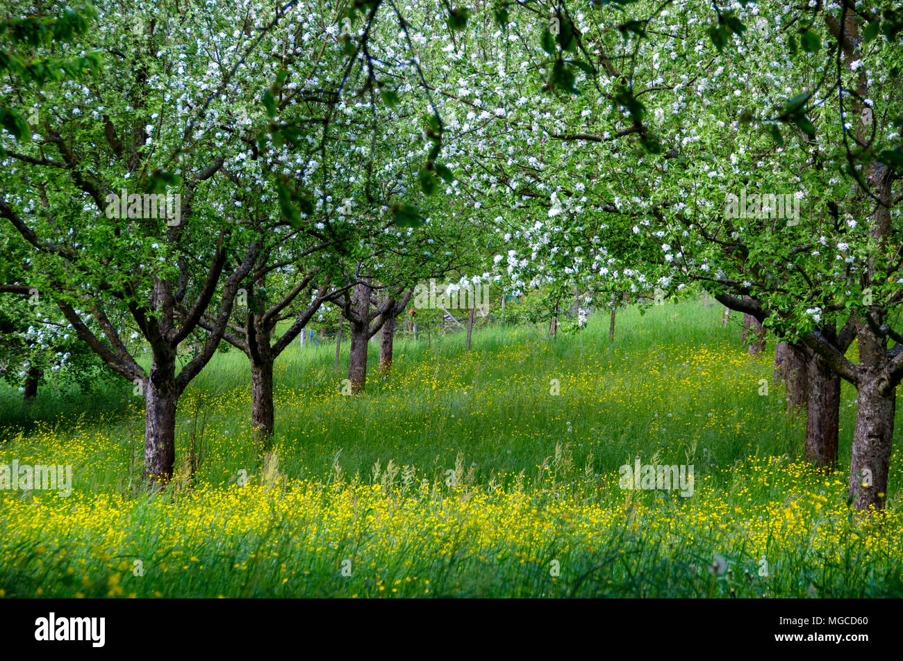 Fleurs de forêt de printemps Banque de photographies et d’images à ...