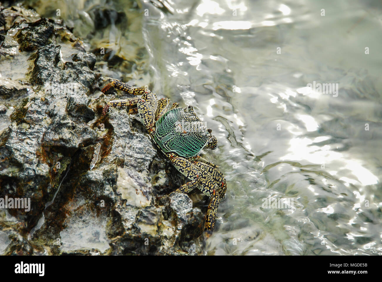 Des décapodes, Crabe coloré rouge jaune bleu vert et les jambes ou ...