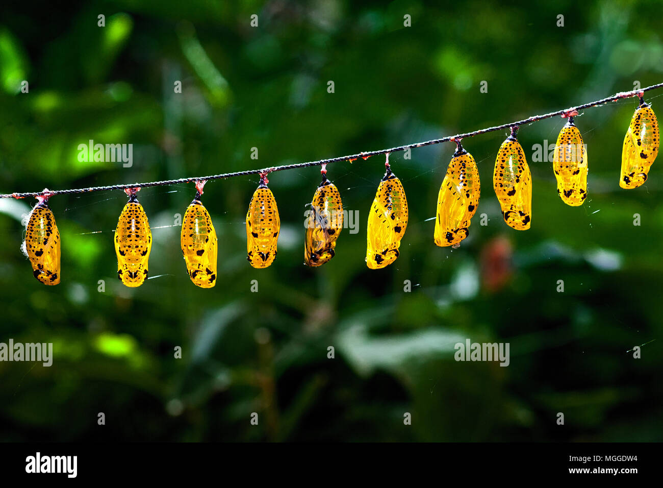 Philippine insects Banque de photographies et d’images à haute ...