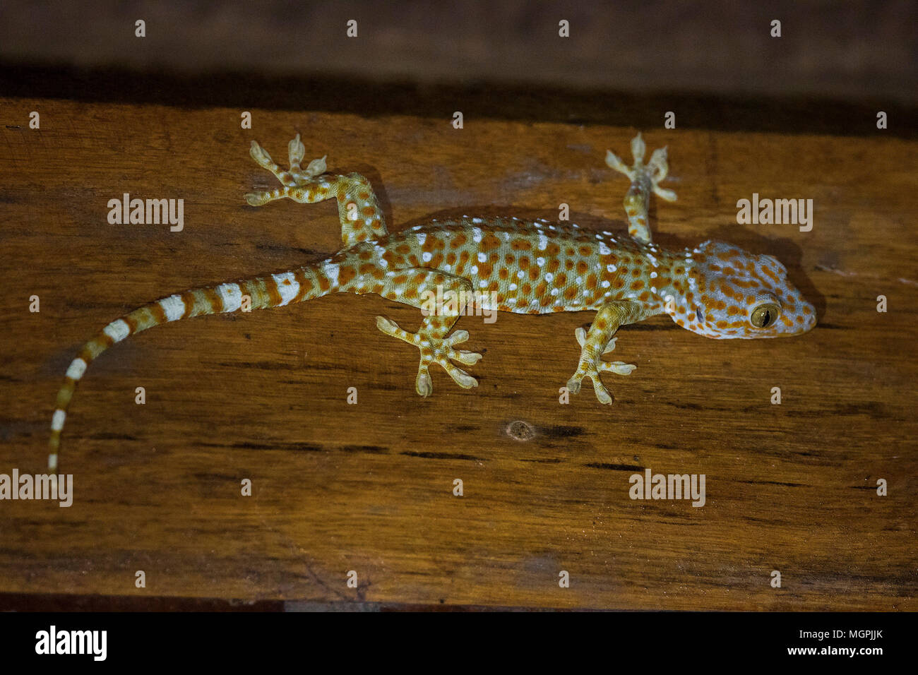 Gekko gecko Banque de photographies et d’images à haute résolution - Alamy