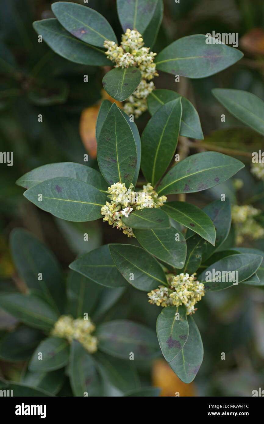 Picconia azorica Banque de photographies et d’images à haute résolution ...