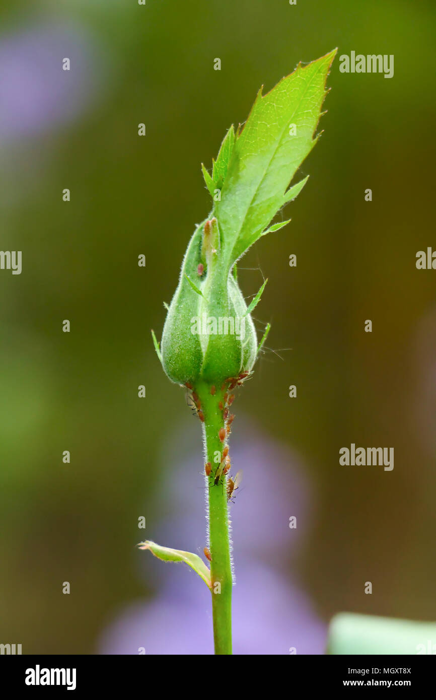 Gros plan de pucerons Banque de photographies et d’images à haute ...