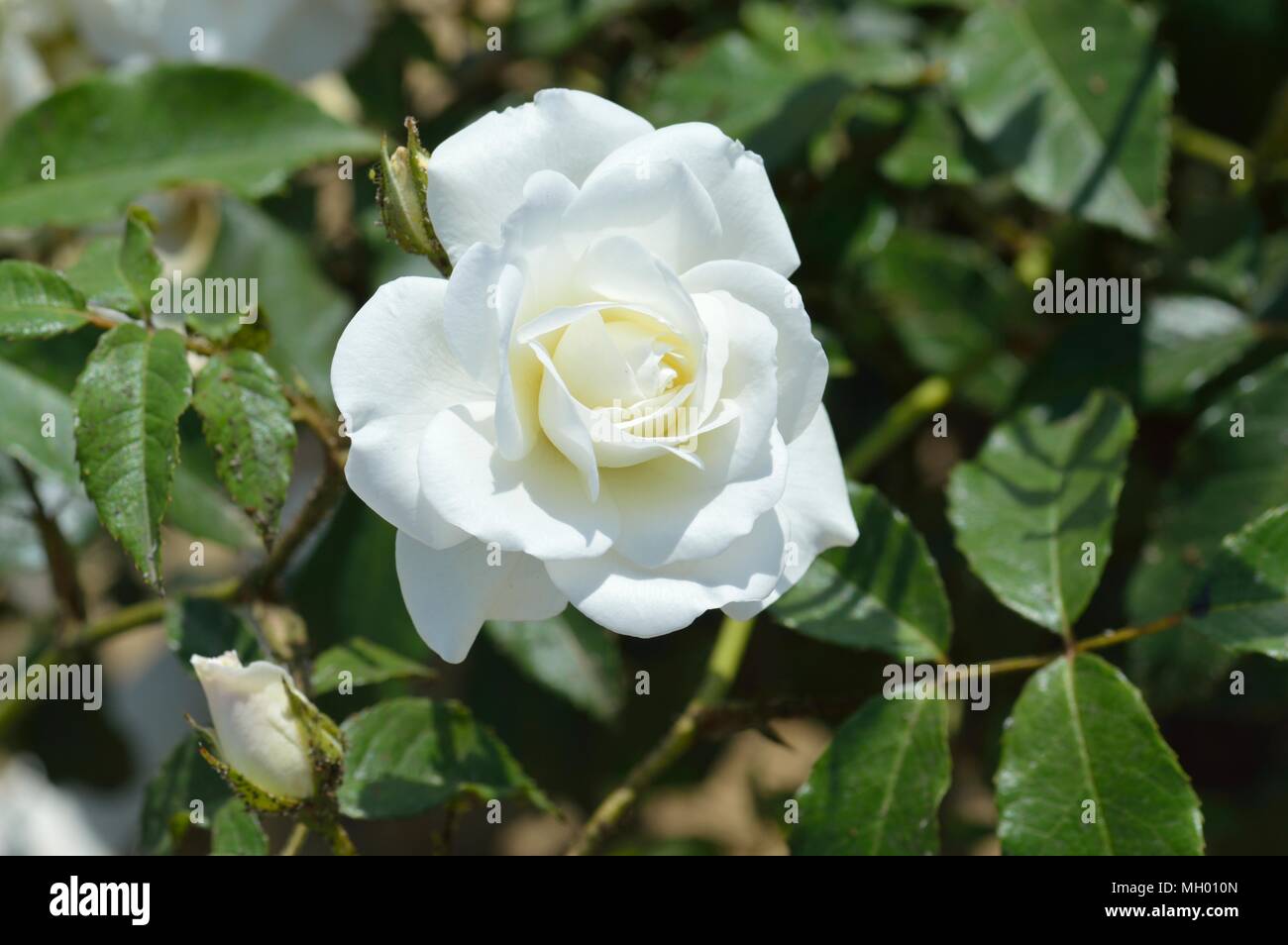 Rosa iceberg rose Banque de photographies et d’images à haute ...