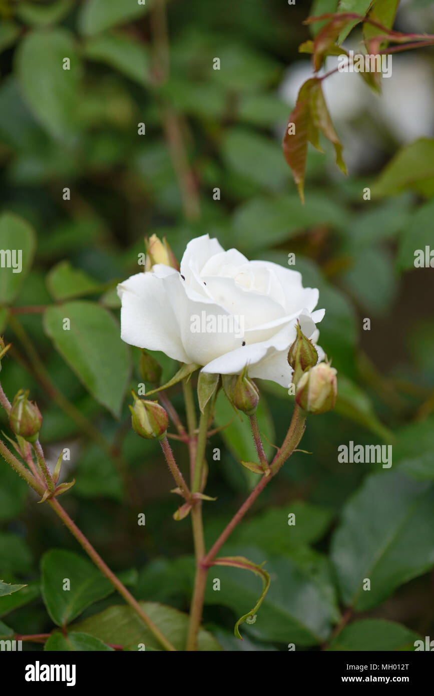 Rosa iceberg rose Banque de photographies et d’images à haute ...