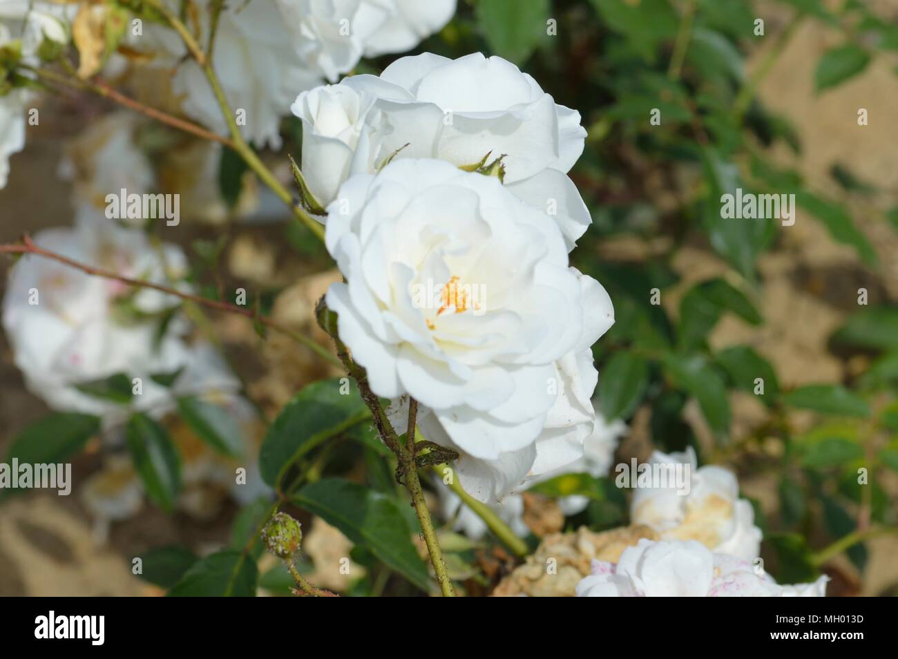Rosa iceberg rose Banque de photographies et d’images à haute ...