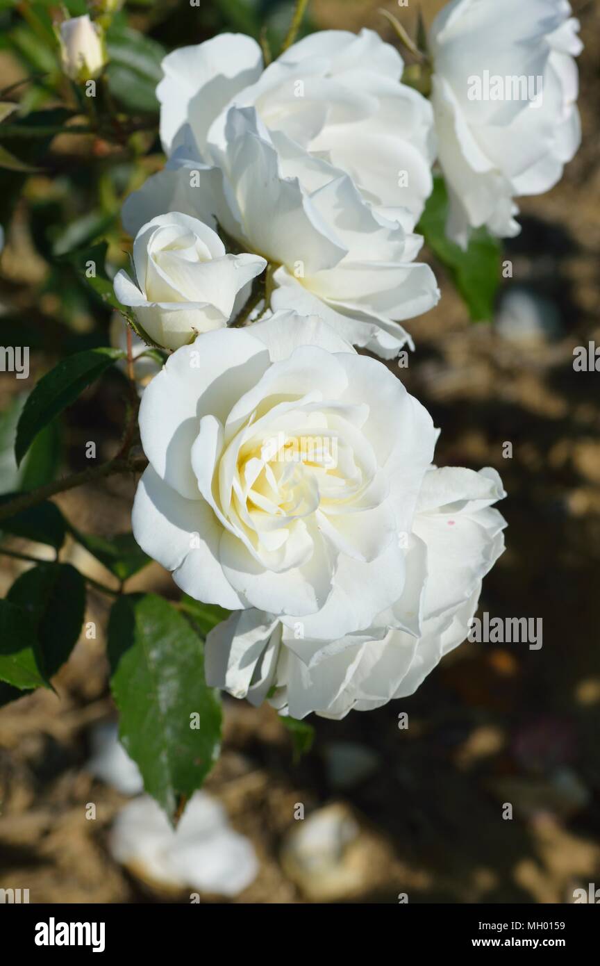 Rosa iceberg rose Banque de photographies et d’images à haute ...