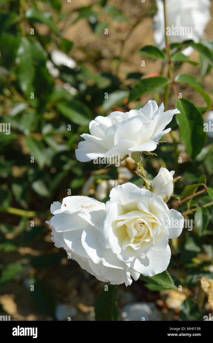 Rosa iceberg rose Banque de photographies et d’images à haute ...