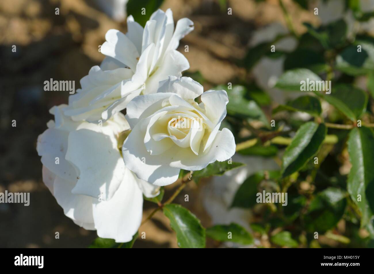 Rosa iceberg rose Banque de photographies et d’images à haute ...