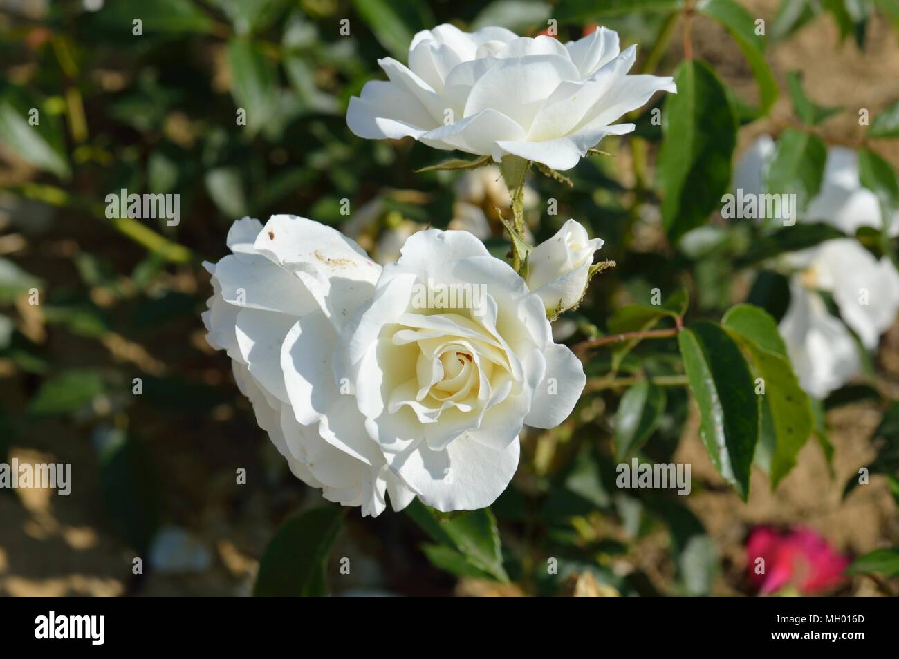 Rosa iceberg rose Banque de photographies et d’images à haute ...