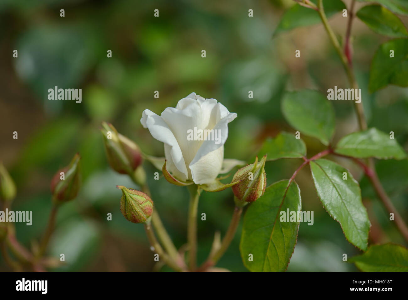 Rosa iceberg rose Banque de photographies et d’images à haute ...