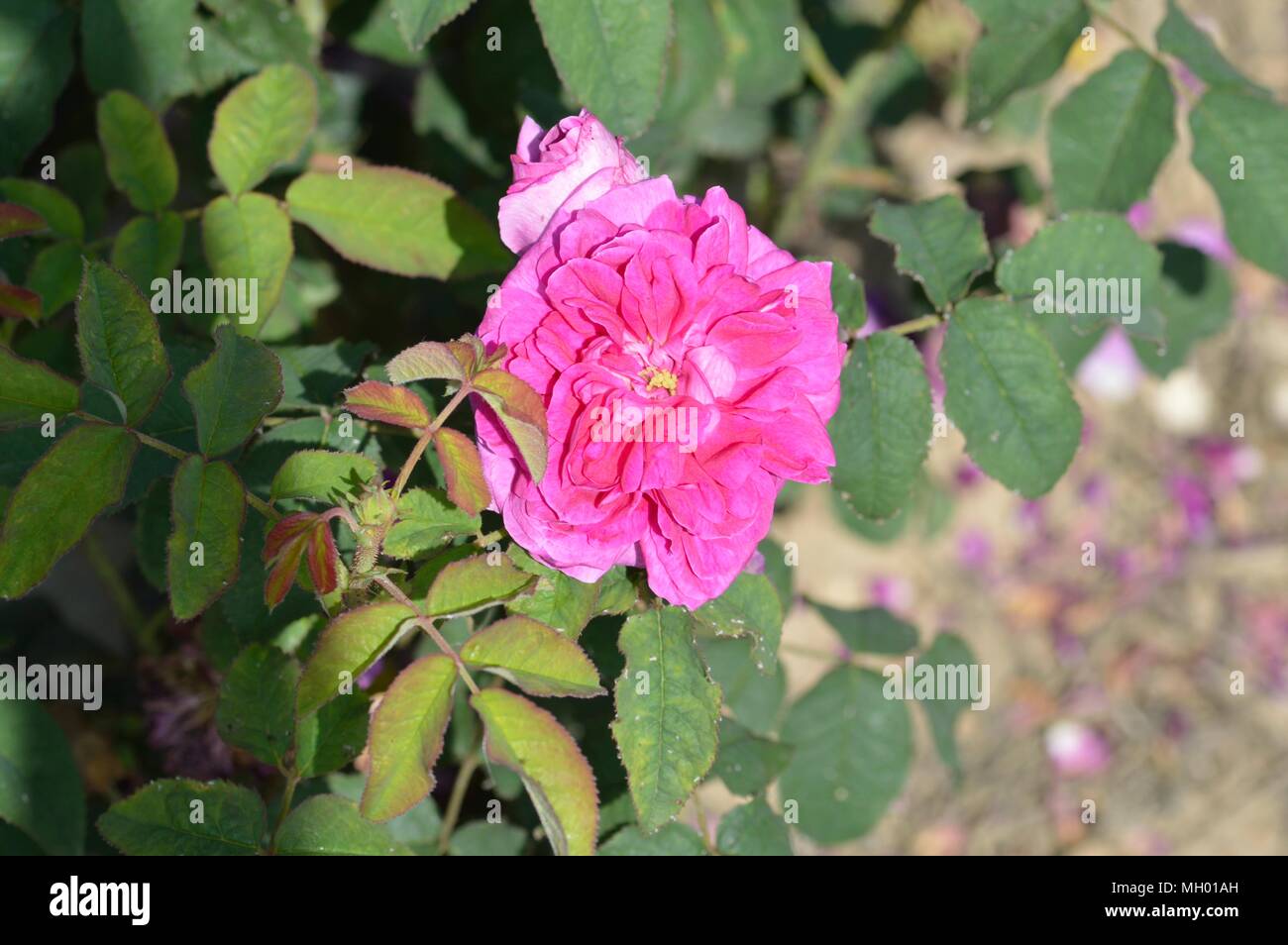 Rosa iceberg rose Banque de photographies et d’images à haute ...