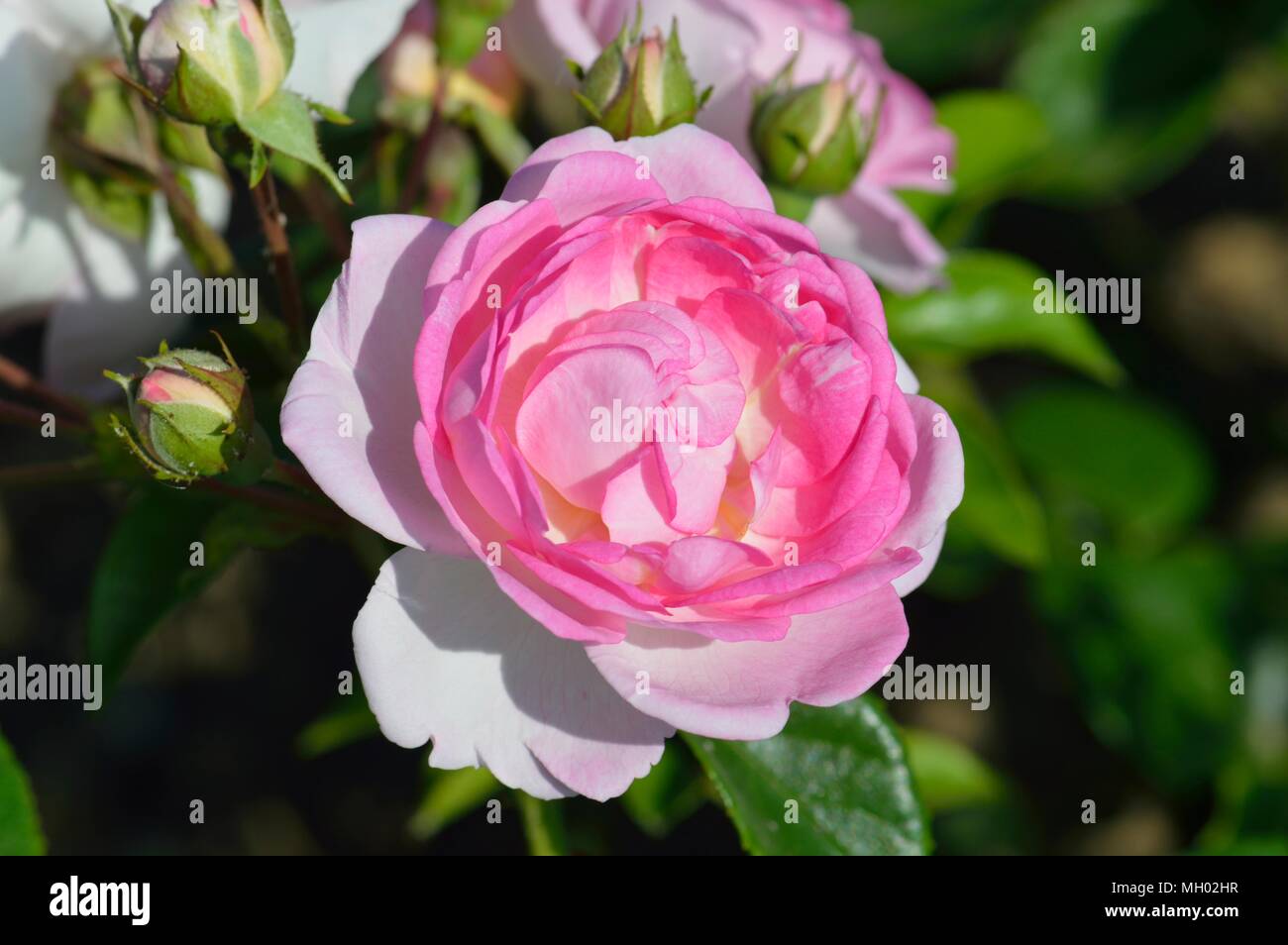Rose jasmina Banque de photographies et d’images à haute résolution - Alamy