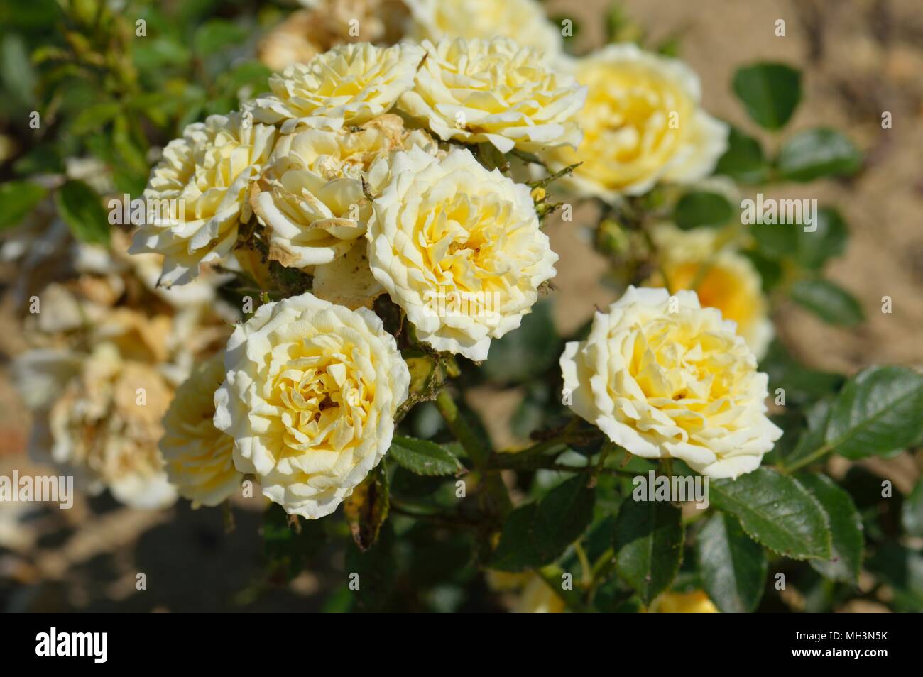 Rosa doux souvenirs Banque de photographies et d’images à haute ...
