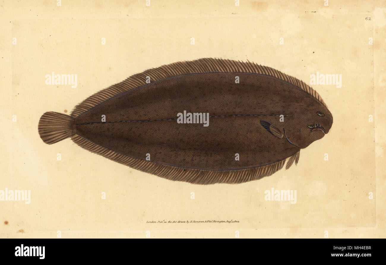 La semelle commune Banque de photographies et d’images à haute ...