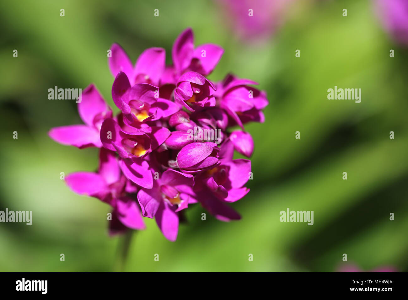 Spathoglottis plicata Banque de photographies et d’images à haute ...