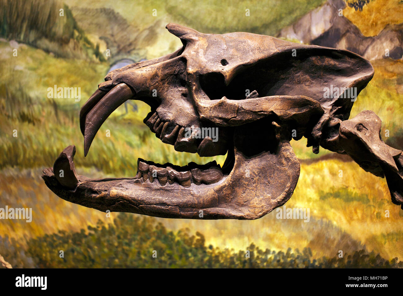 Astrapotherium magnum Banque de photographies et d’images à haute ...