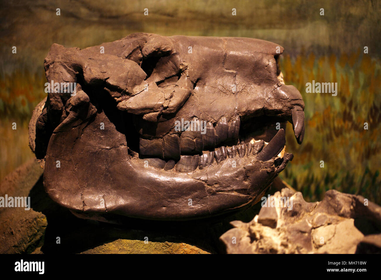 Bison sp Banque de photographies et d’images à haute résolution - Alamy