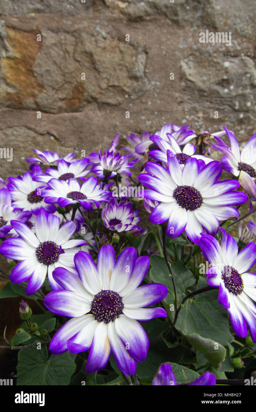 Fleurs senetti Banque de photographies et d’images à haute résolution ...
